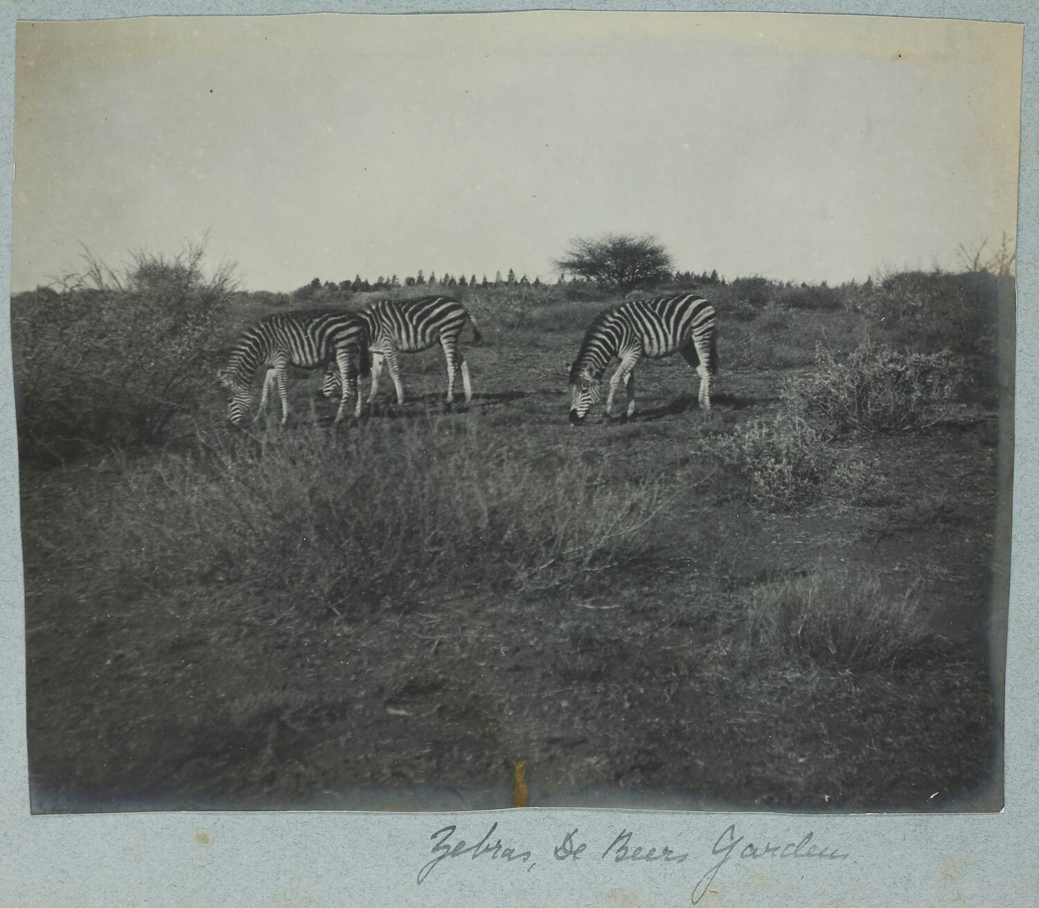 Photograph - 'Zebras De Beers Gardens', South Africa, 1902