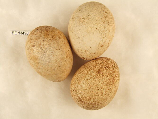 Accipiter fasciatus fasciatus