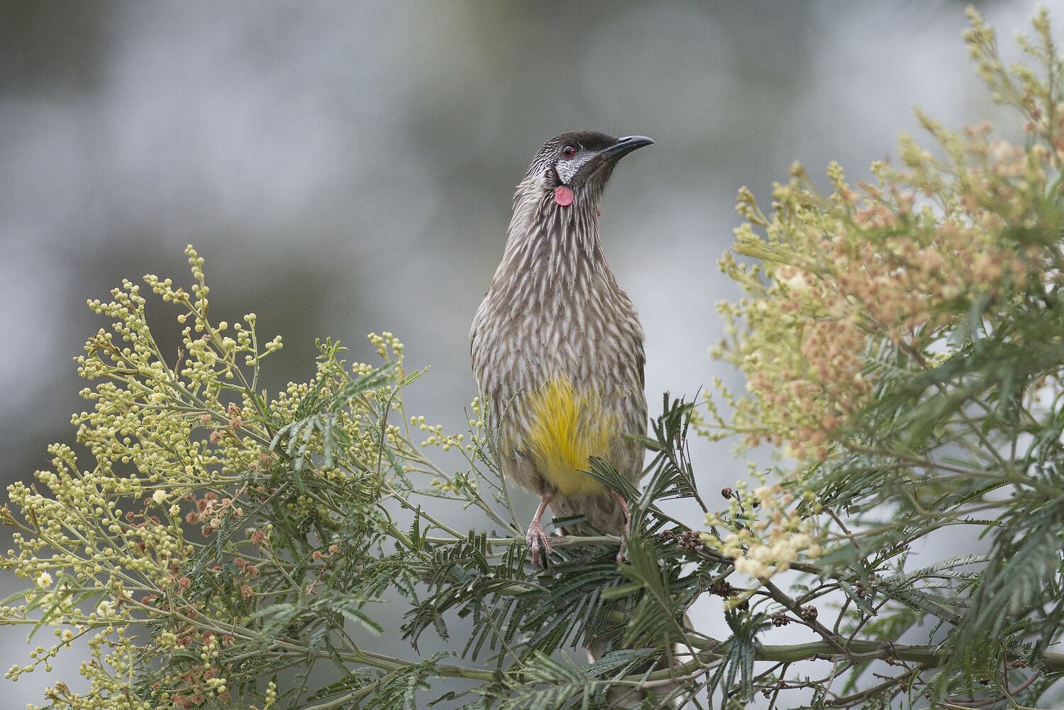 Anthochaera carunculata (Shaw, 1790), Red Wattlebird