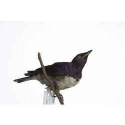 Cinnyricinclus leucogaster verreauxi