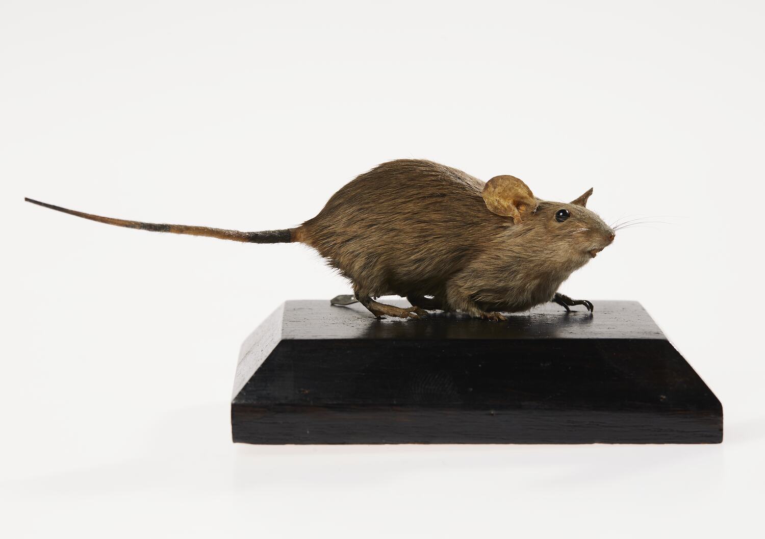 Mus musculus Linnaeus, 1758