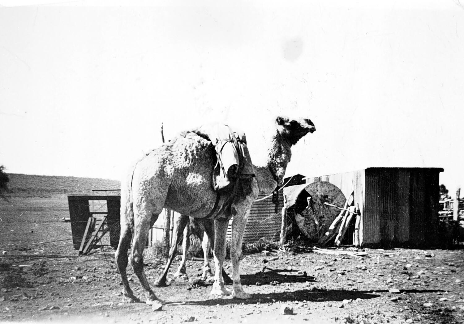 Negative - Camel Carrying a Pack, Nonning Station, South Australia ...
