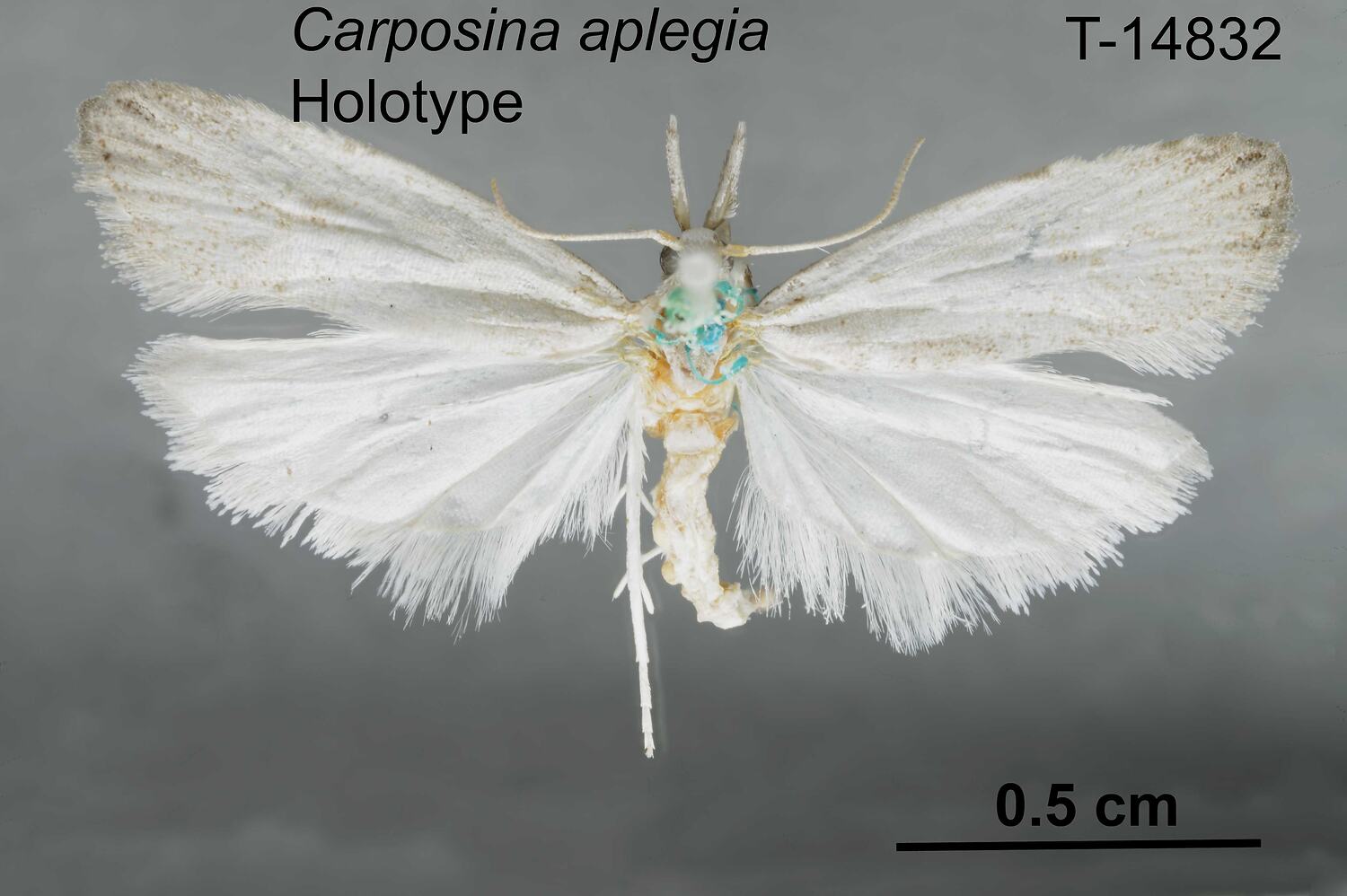 Carposina aplegia Turner, 1916