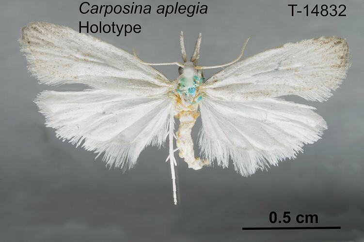 Carposina aplegia Turner, 1916