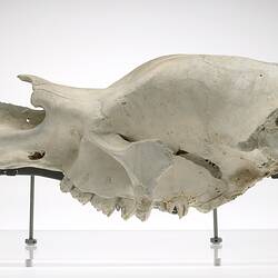 Diprotodon optatum Owen, 1838