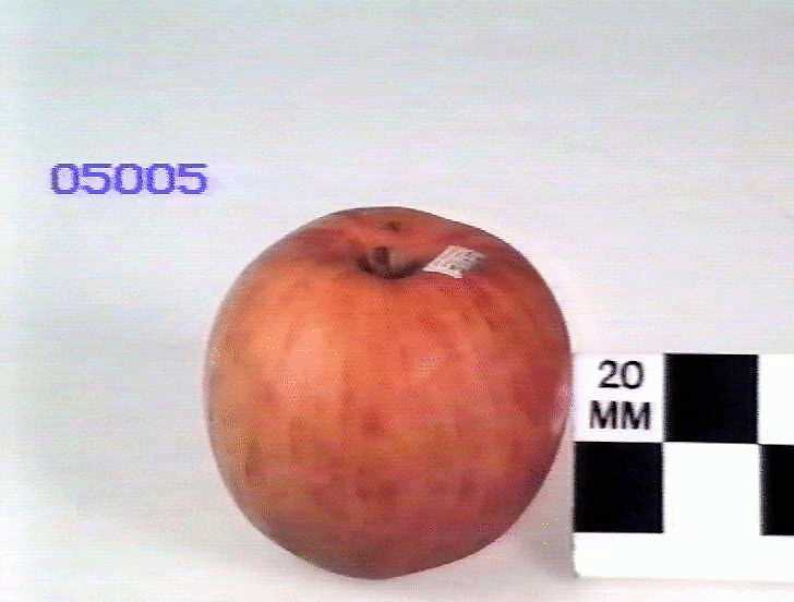 Apple Model - Smith's Cider, Harcourt, 1885