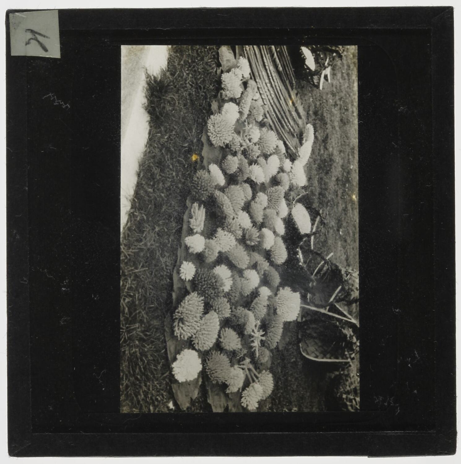 Lantern Slide - Coral Display, Pacific Islands, circa 1930s