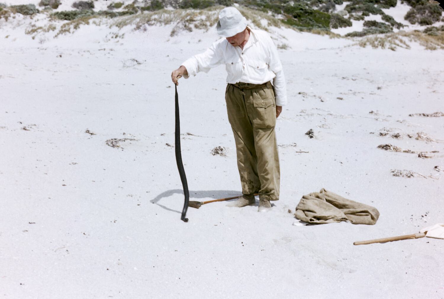 Slide - Charles Brazenor Holding Black Tiger Snake, Franklin Island ...
