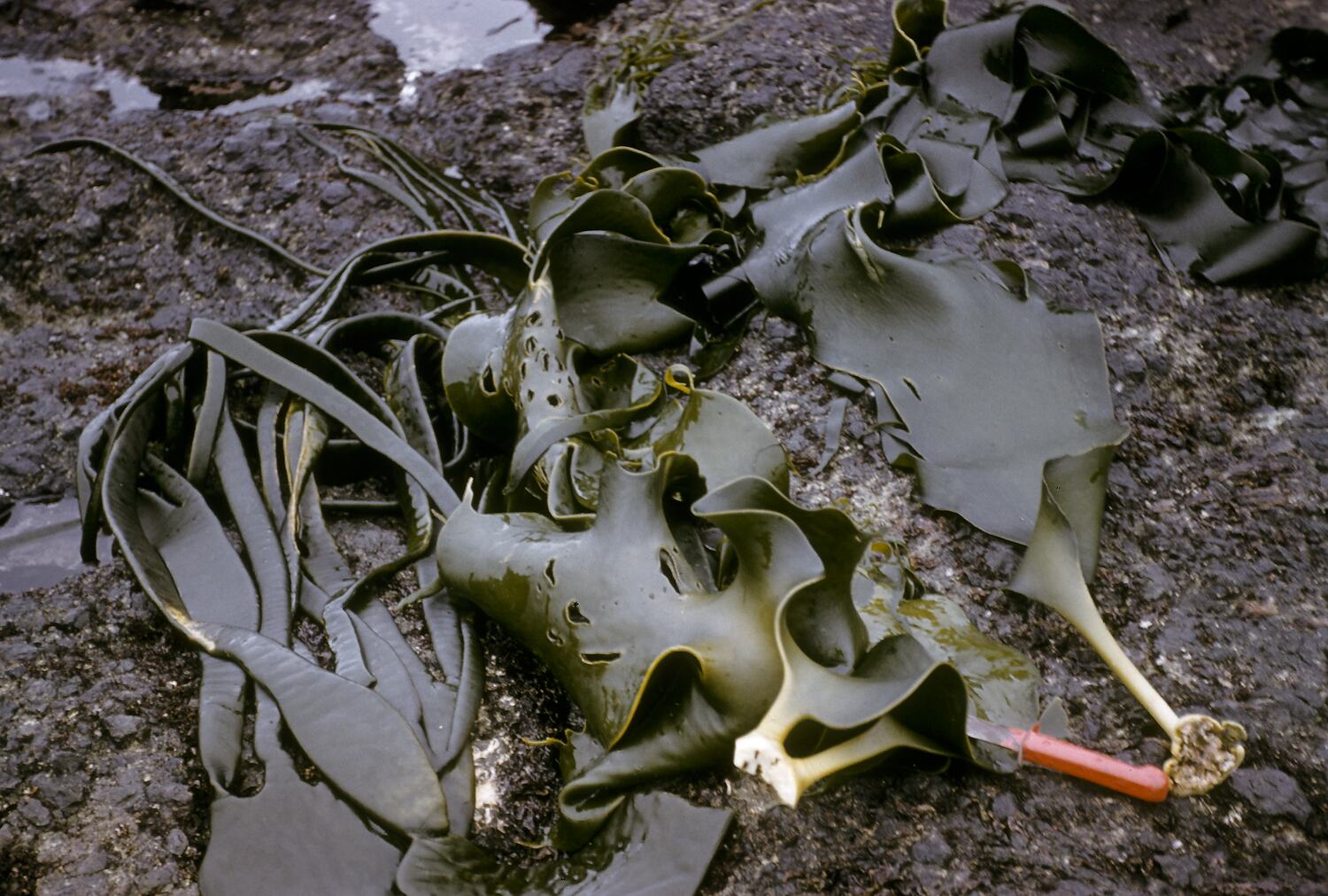 Slide - Durvillea, Macquaire Island, Tasmania, 1959