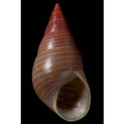 Phasianotrochus eximius (Perry, 1811)