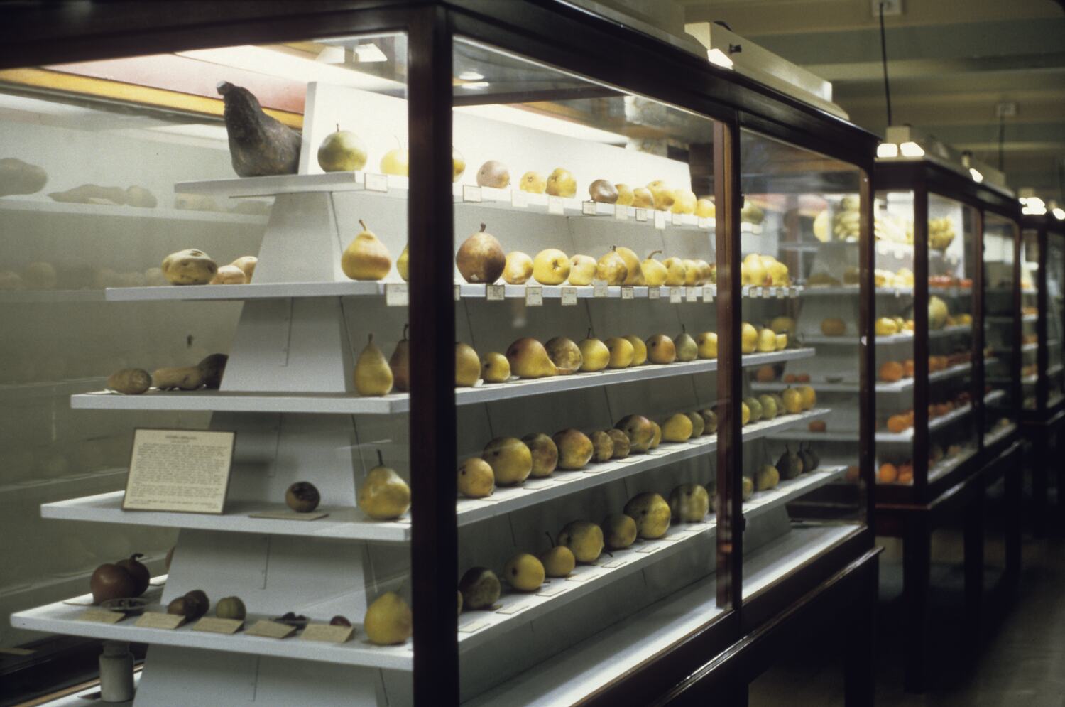 Slide - Wax Fruit Display, Queen's Hall Upper, Science Museum ...