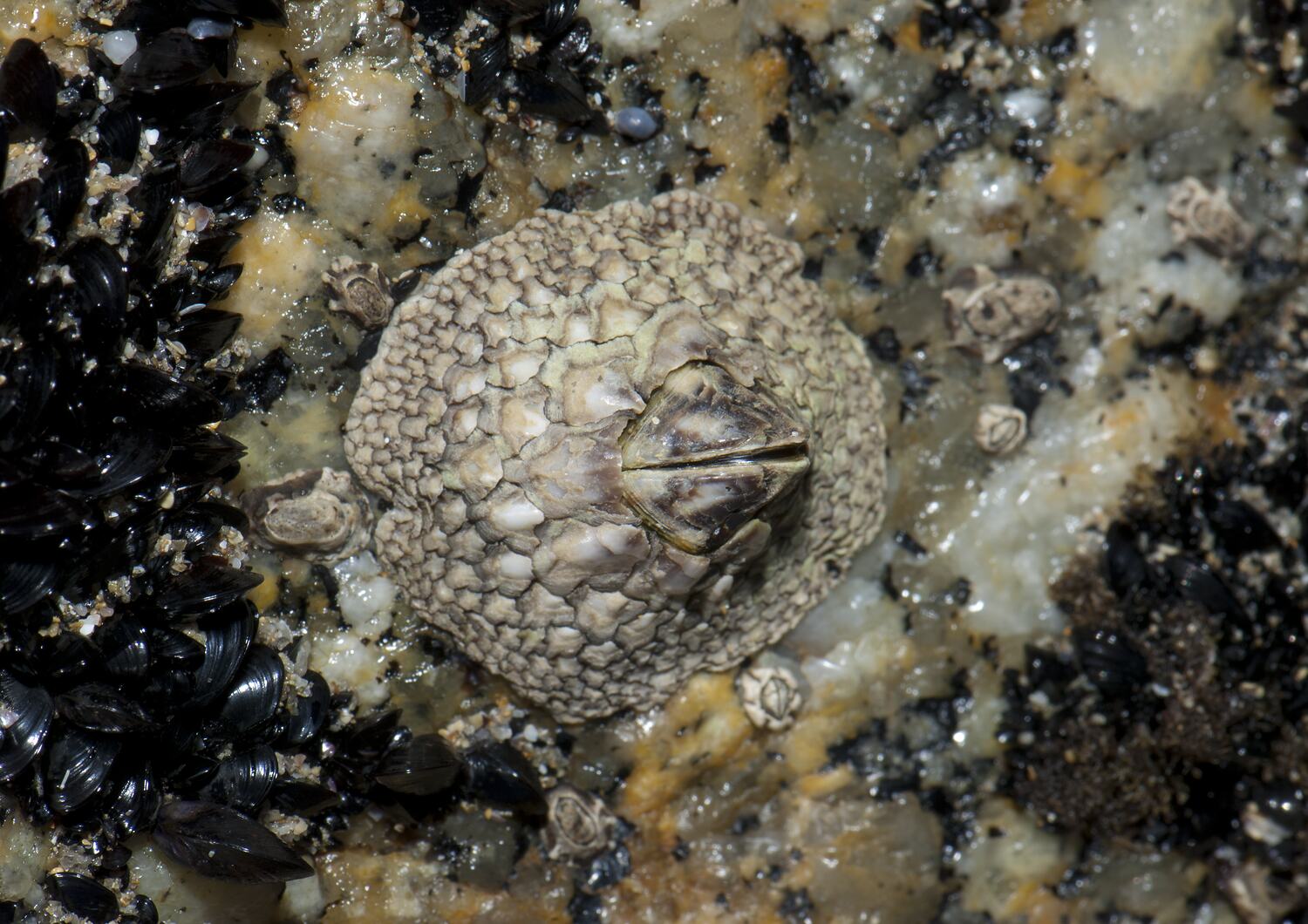 Catomerus polymerus (Darwin, 1854)