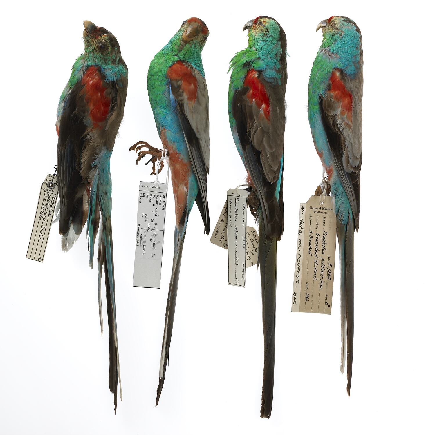 Psephotus pulcherrimus