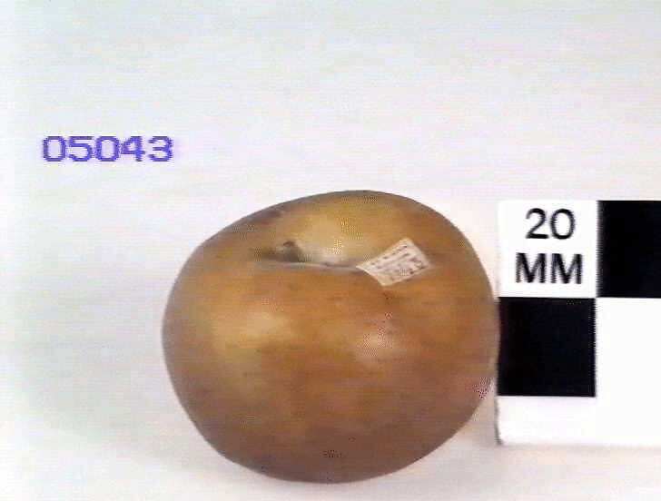 Apple Model - White Nonpareil, Burnley, 1874