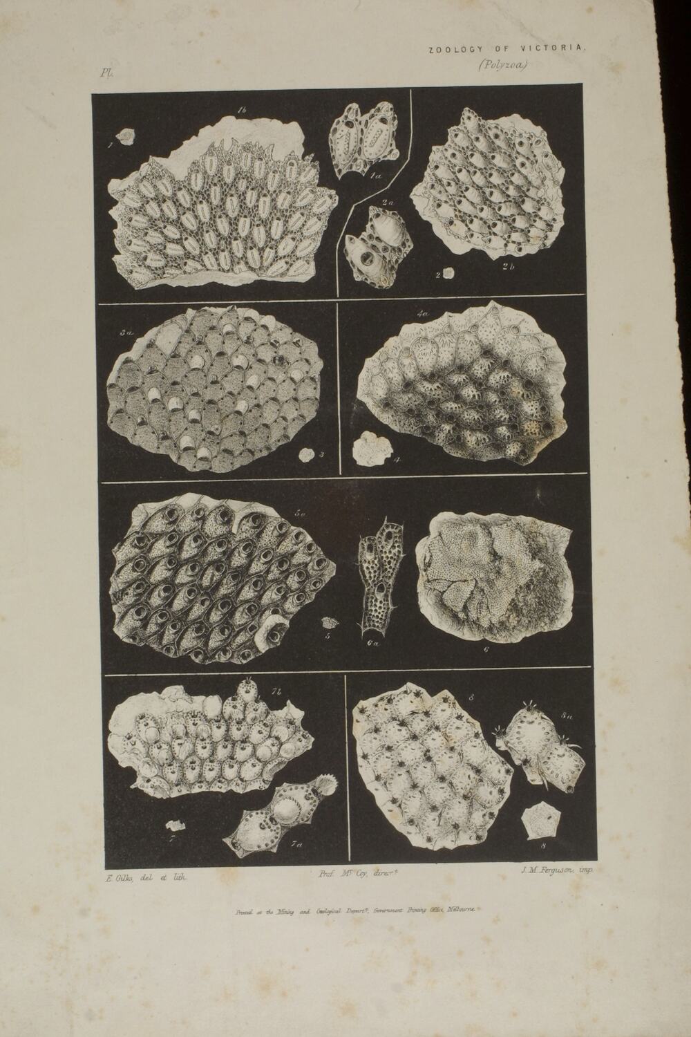Lithographic Proof - Lithographic Ink & Paper