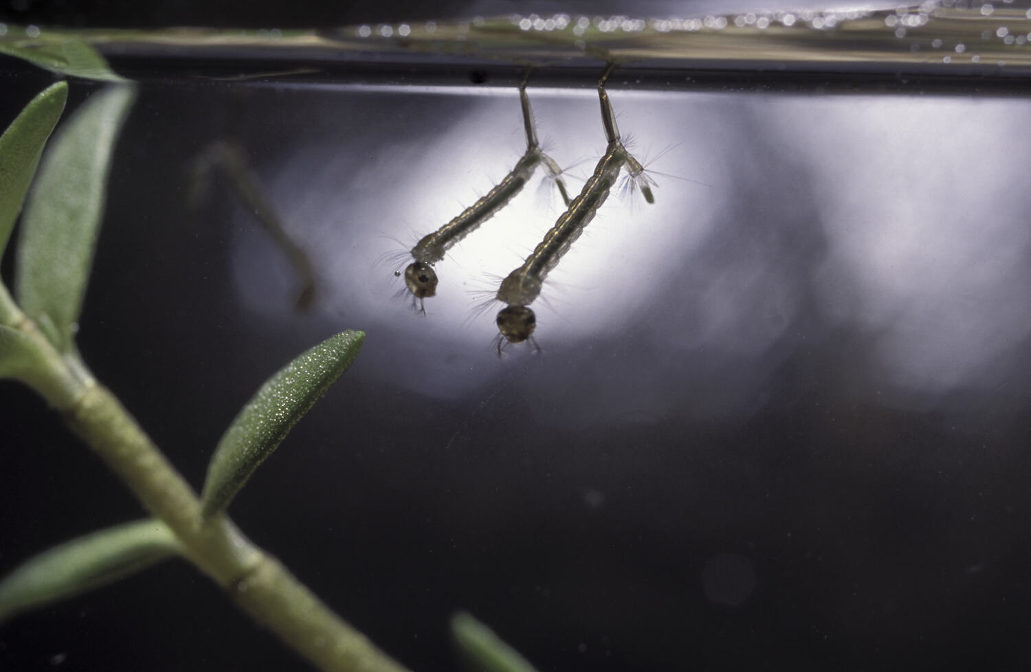 Culicidae, Mosquito larvae