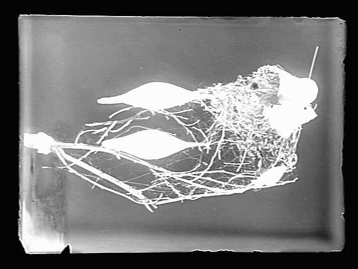 Glass Negative - Spider Web, by A.J. Campbell, Australia, circa 1900
