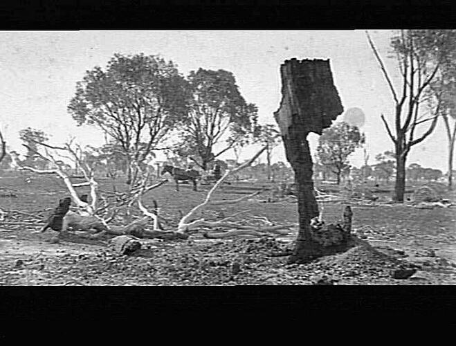 Negative - Burnt-out stump, Lilian L. Pitts, Merrigum, Victoria, circa ...