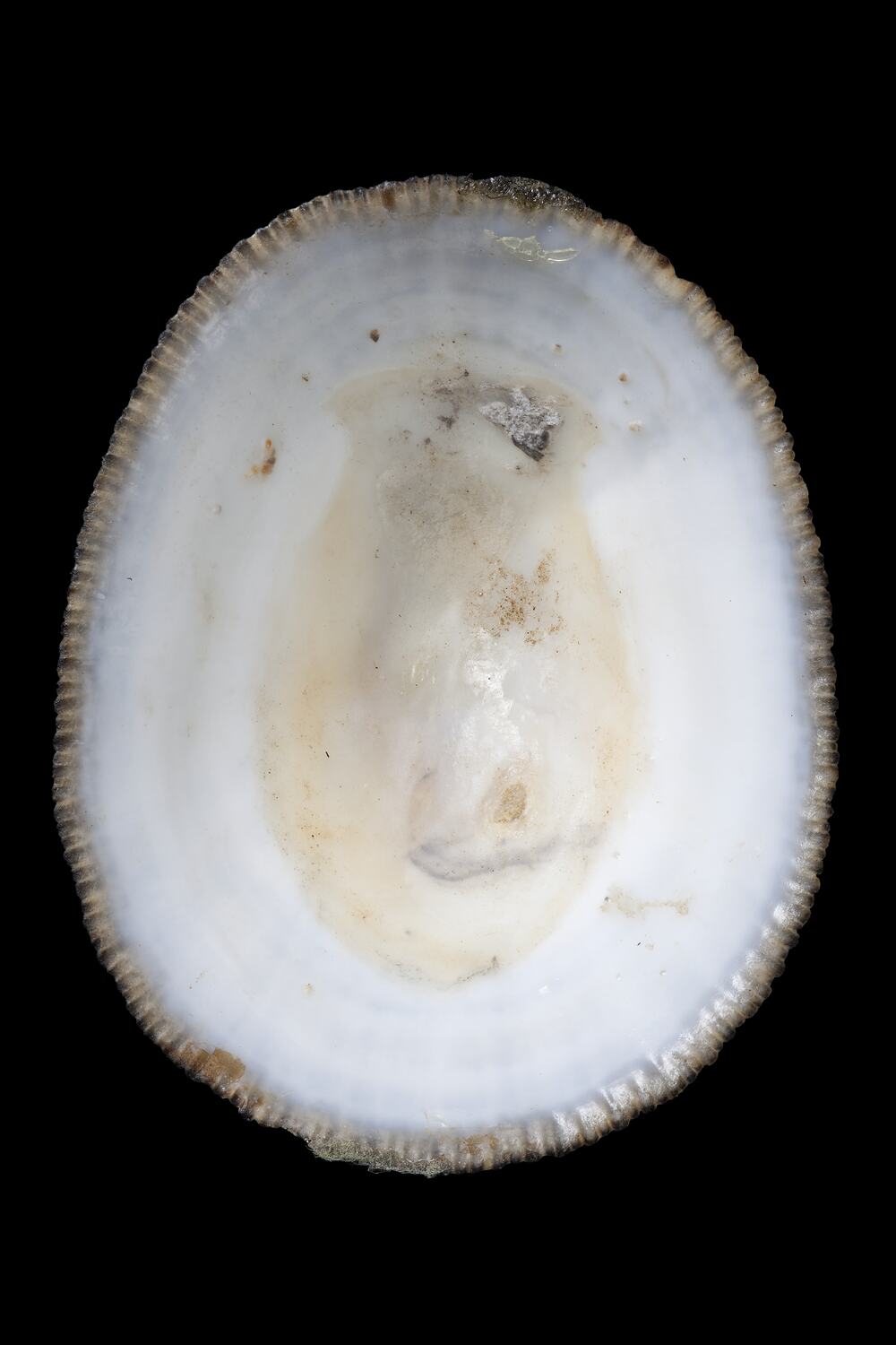 Patelloida victoriana (Singleton, 1937)