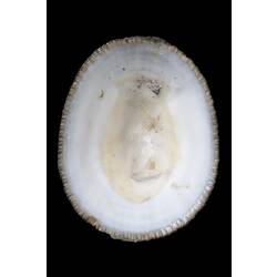 Patelloida victoriana (Singleton, 1937)