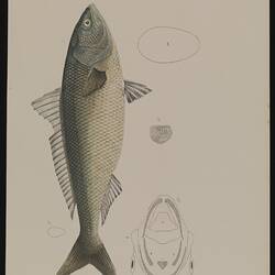 The Prodromus Collection