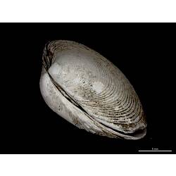 Katelysia rhytiphora (Lamy, 1935)