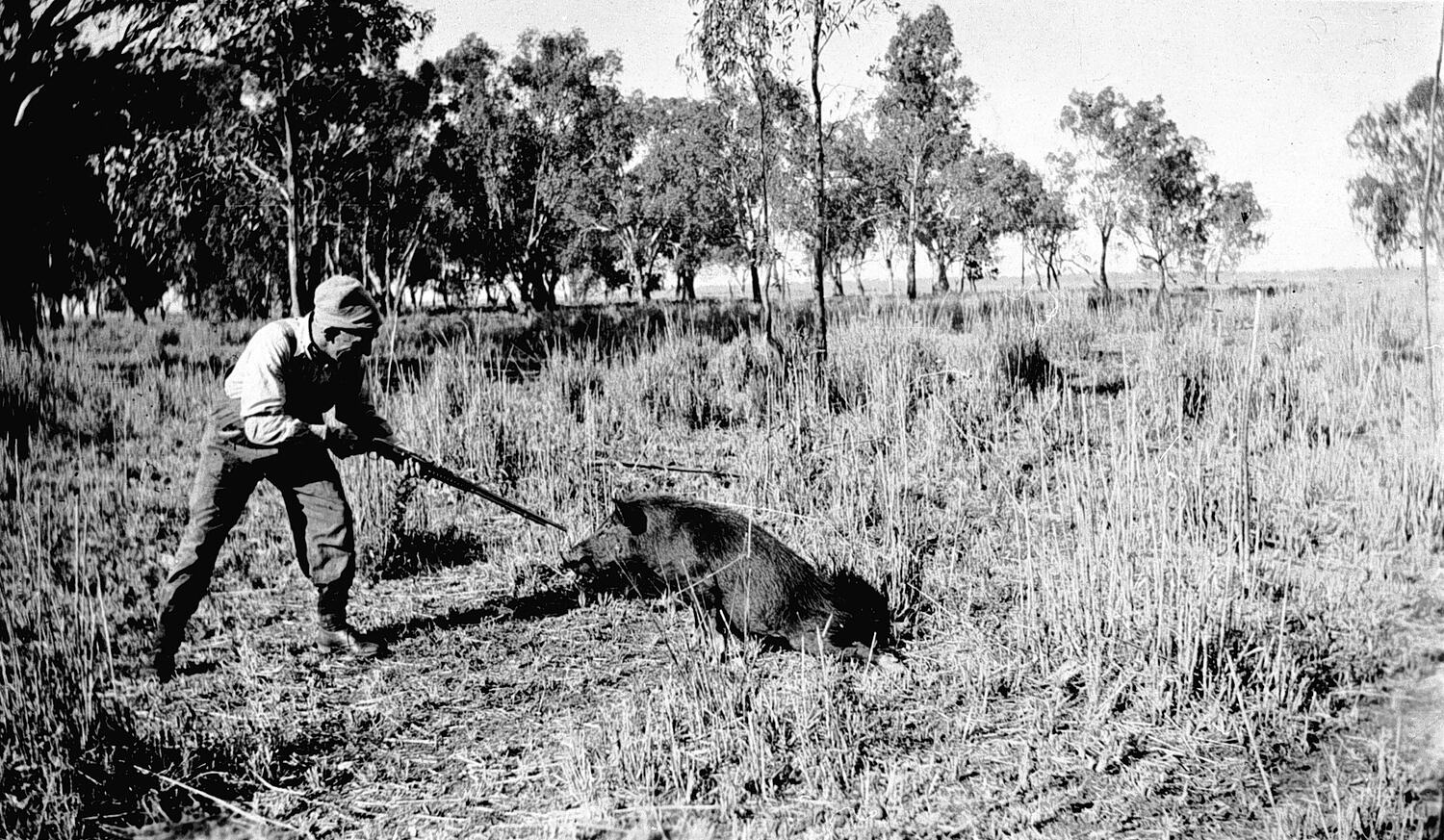 Negative - Pig Slaughter, Mildura District, Victoria, 1936