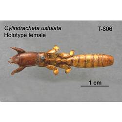 Cylindracheta ustulata Neboiss, 1962