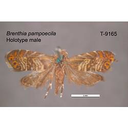 Brenthia pampoecila Turner