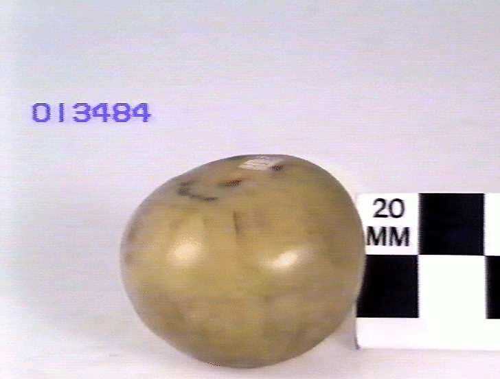 Apple Model - Hoary Morning, Hawthorn, 1873