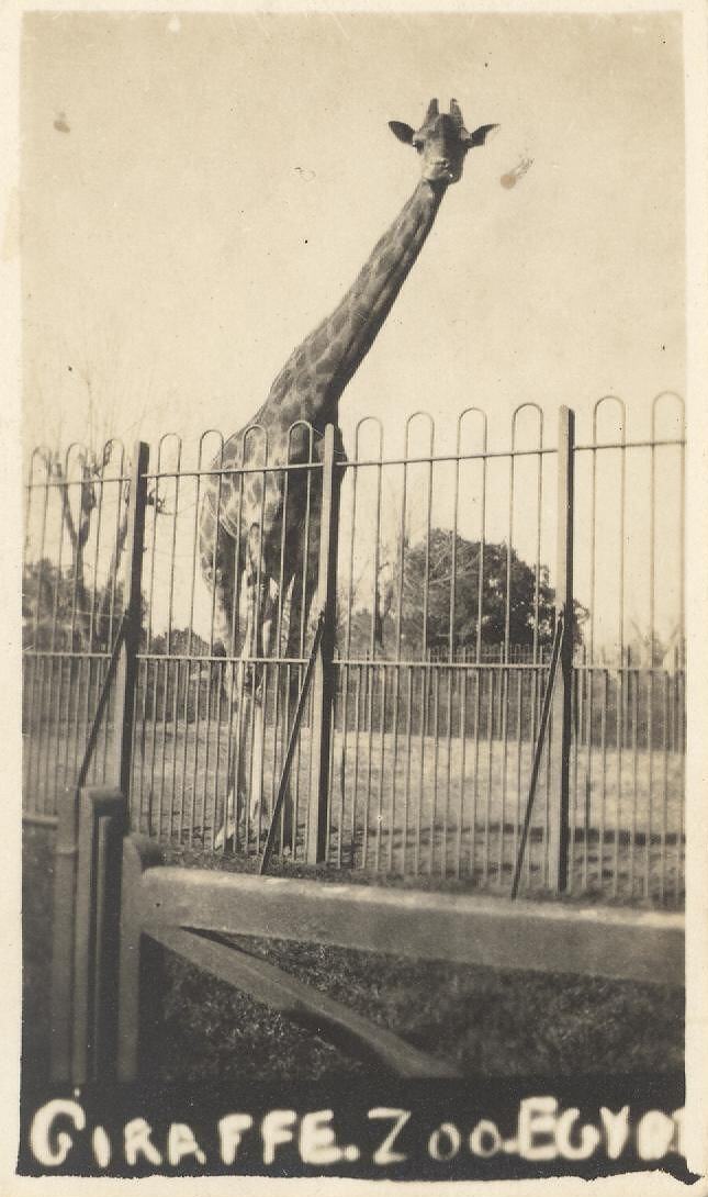 Photograph - Giraffe in Zoo, Egypt, Tom Robinson Lydster, World War I ...