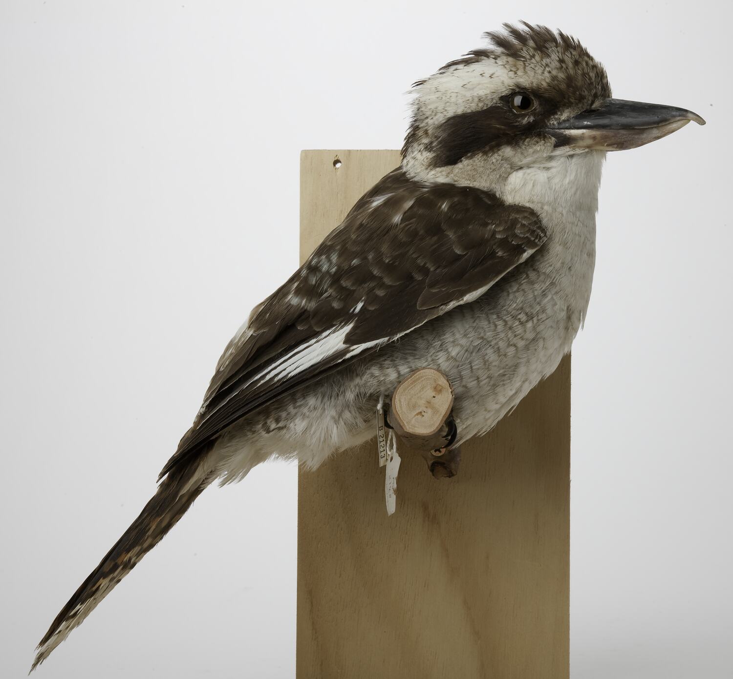 Dacelo novaeguineae novaeguineae