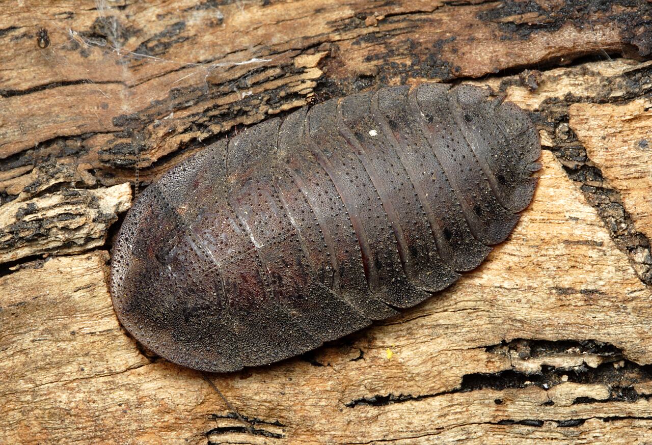 Laxta, Bark Cockroach
