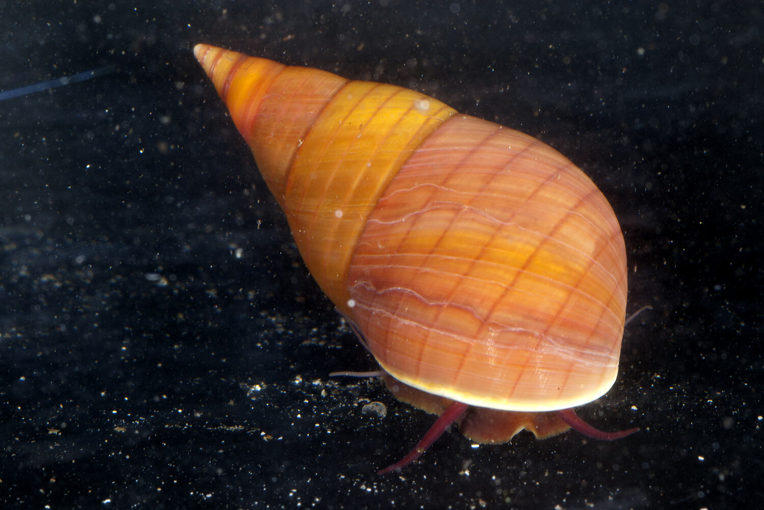 Phasianotrochus eximius (Perry, 1811), Kelp Shell
