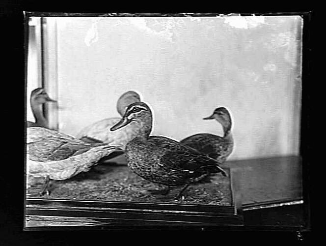 Glass Negative - Pacific Black Duck, by A.J. Campbell, Melbourne ...