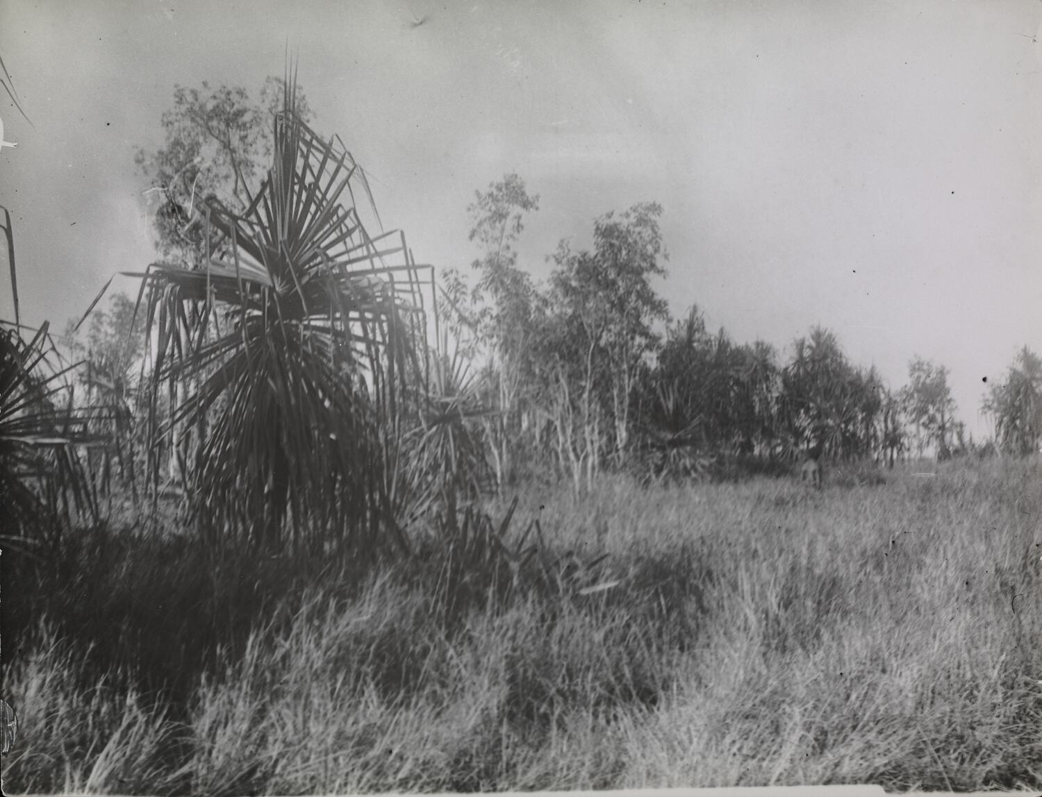 Photograph. Borroloola, Gulf, Northern Territory, Australia. /11/1901 ...