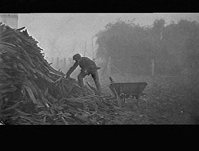 Negative - by Lilian L. Pitts, Merrigum, Victoria, circa 1910