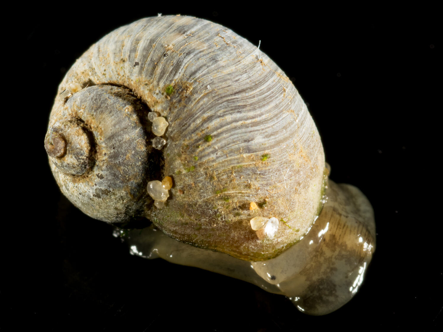 Salinator tecta Golding et al., 2007