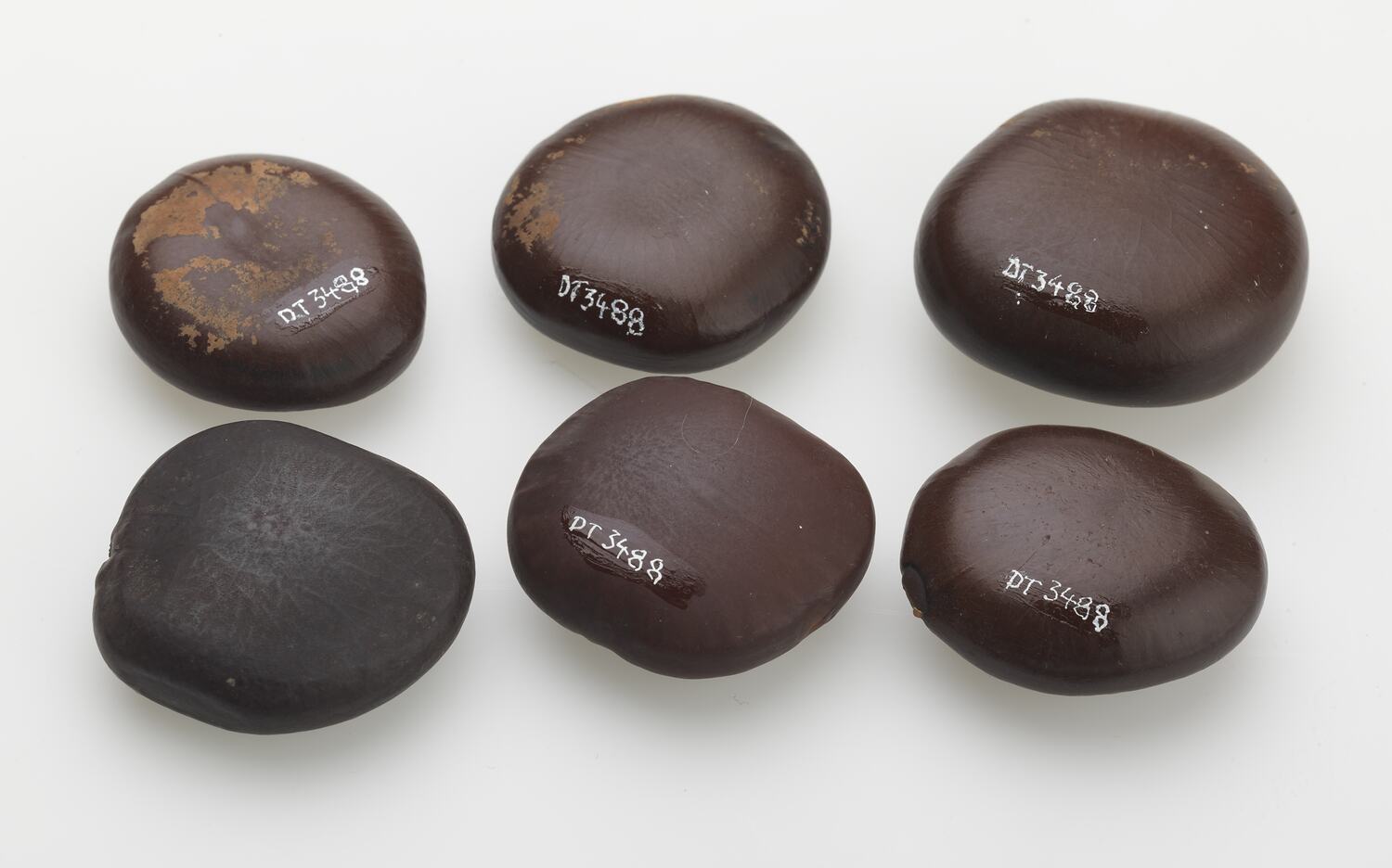 Botanical sample. East Cape York, Queensland, Australia