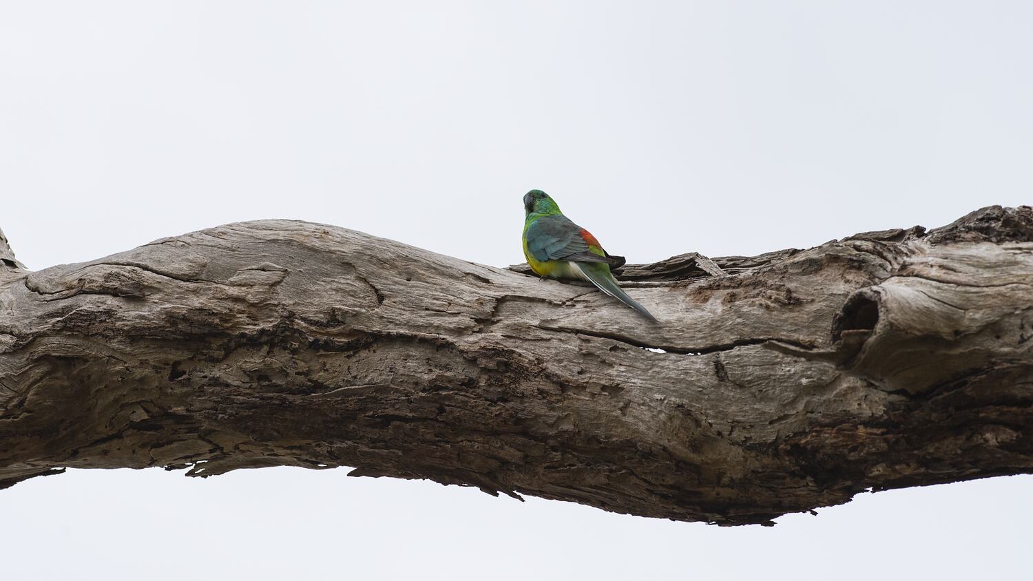 Psephotus haematonotus, Red-rumped Parrot
