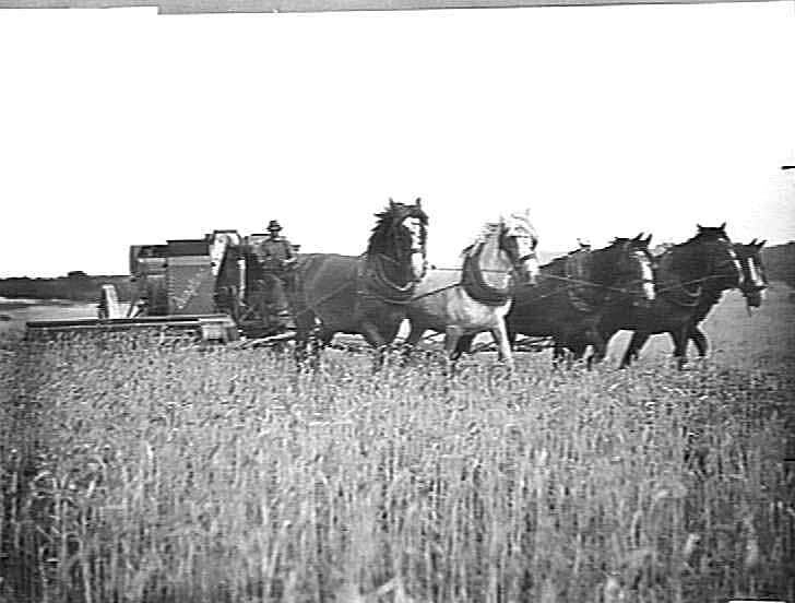 Photograph - H.V. McKay Pty Ltd, Farm Equipment Manufacture & Field ...