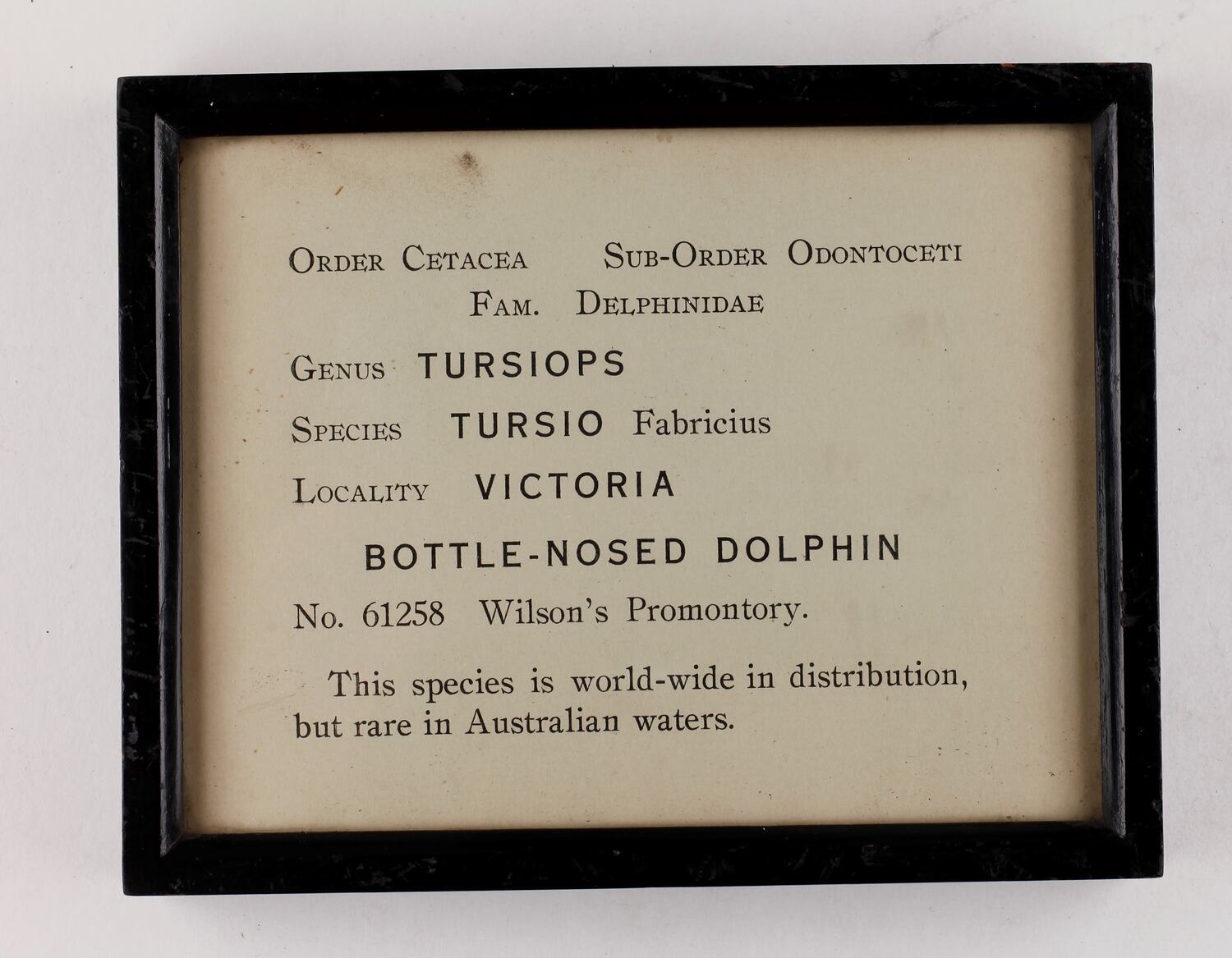 Exhibition Label - Bottlenose Dolphin, National Museum of Victoria ...