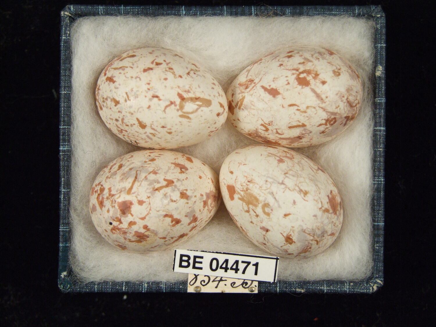 Dicrurus bracteatus atrabectus