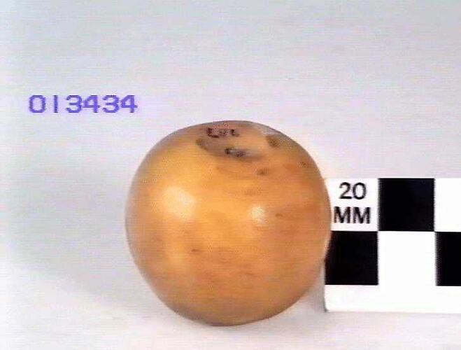 Apple Model - Cornet, Hawthorn, Victoria, 1875