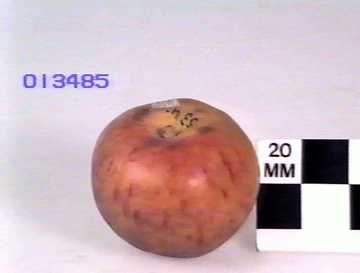Apple Model - Hoary Morning (Colonial), Brighton, 1881