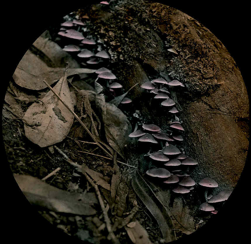 Lantern Slide - Toadstools, Selby, Victoria, Date Unknown