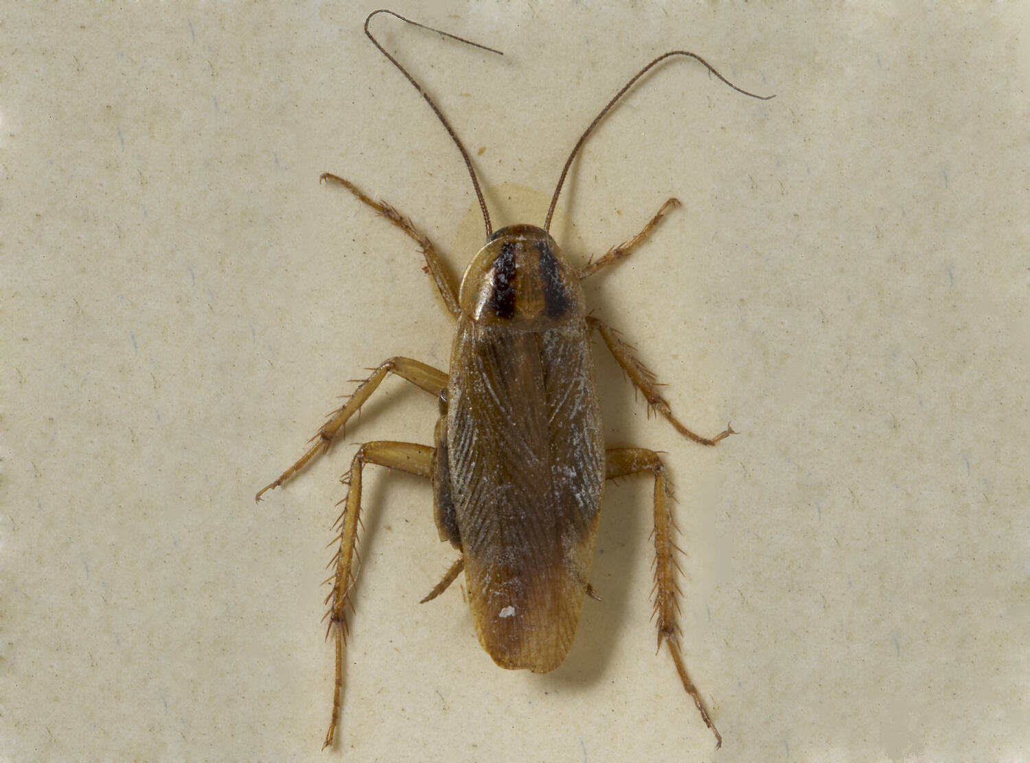 Blattella germanica (Linnaeus, 1767), German Cockroach