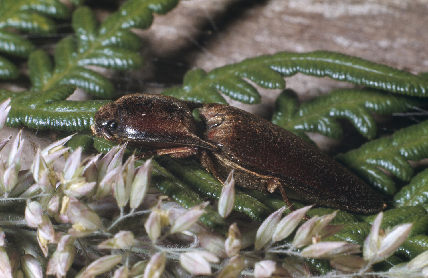 Conoderus, Click Beetle