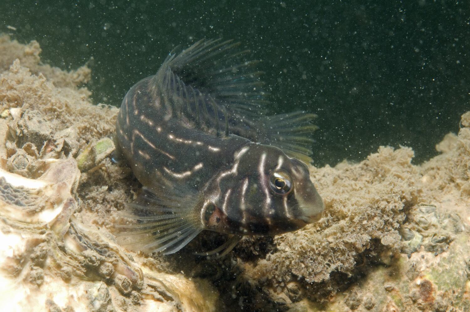Omobranchus anolius (Valenciennes, 1836), Oyster Blenny