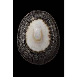 Patelloida victoriana (Singleton, 1937)